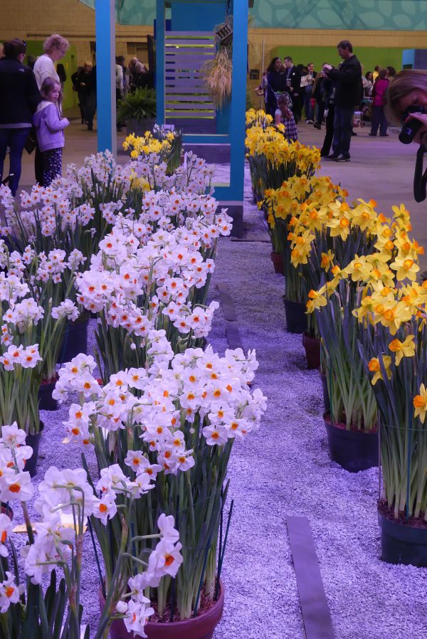 Bringing Spring In-Forcing Bulbs – The Garden Diaries