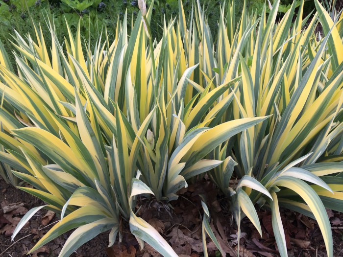 Deer Combat-Using Deer Proof Plants Is the Best Strategy – The Garden ...