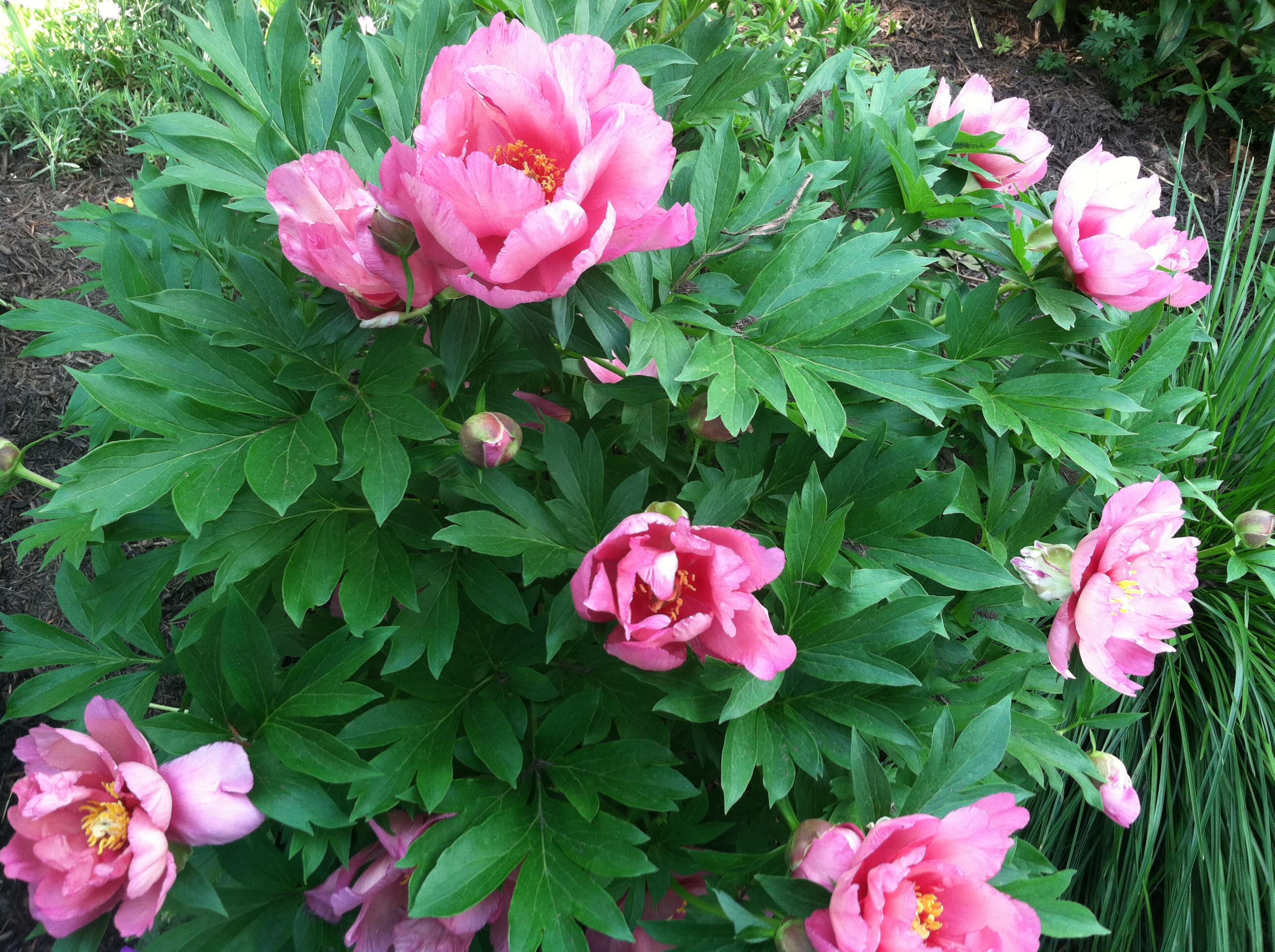 Peony tree – The Garden Diaries