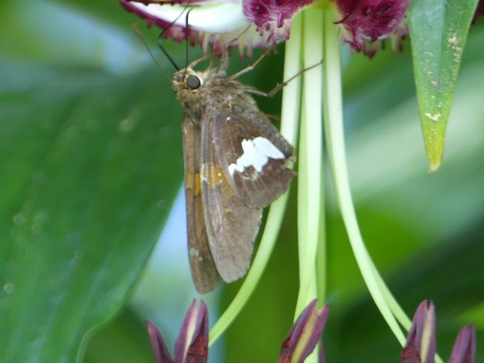 Butterflying-Capturing the Perfect Butterfly Image – The Garden Diaries
