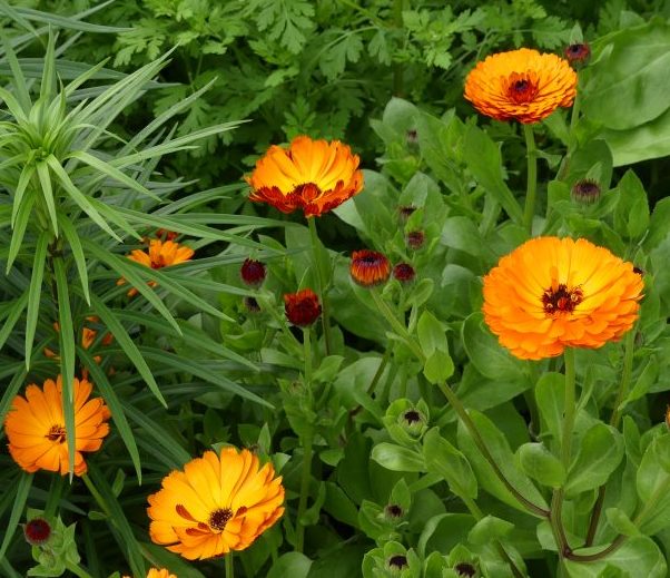 Cool Flowers-Early Spring Bloomers – The Garden Diaries