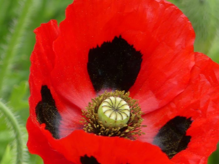 Cool Flowers-Early Spring Bloomers – The Garden Diaries