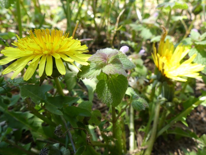 Update on Neonics – The Garden Diaries