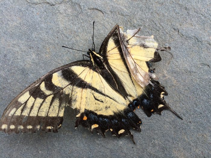 Butterflying-Capturing the Perfect Butterfly Image – The Garden Diaries