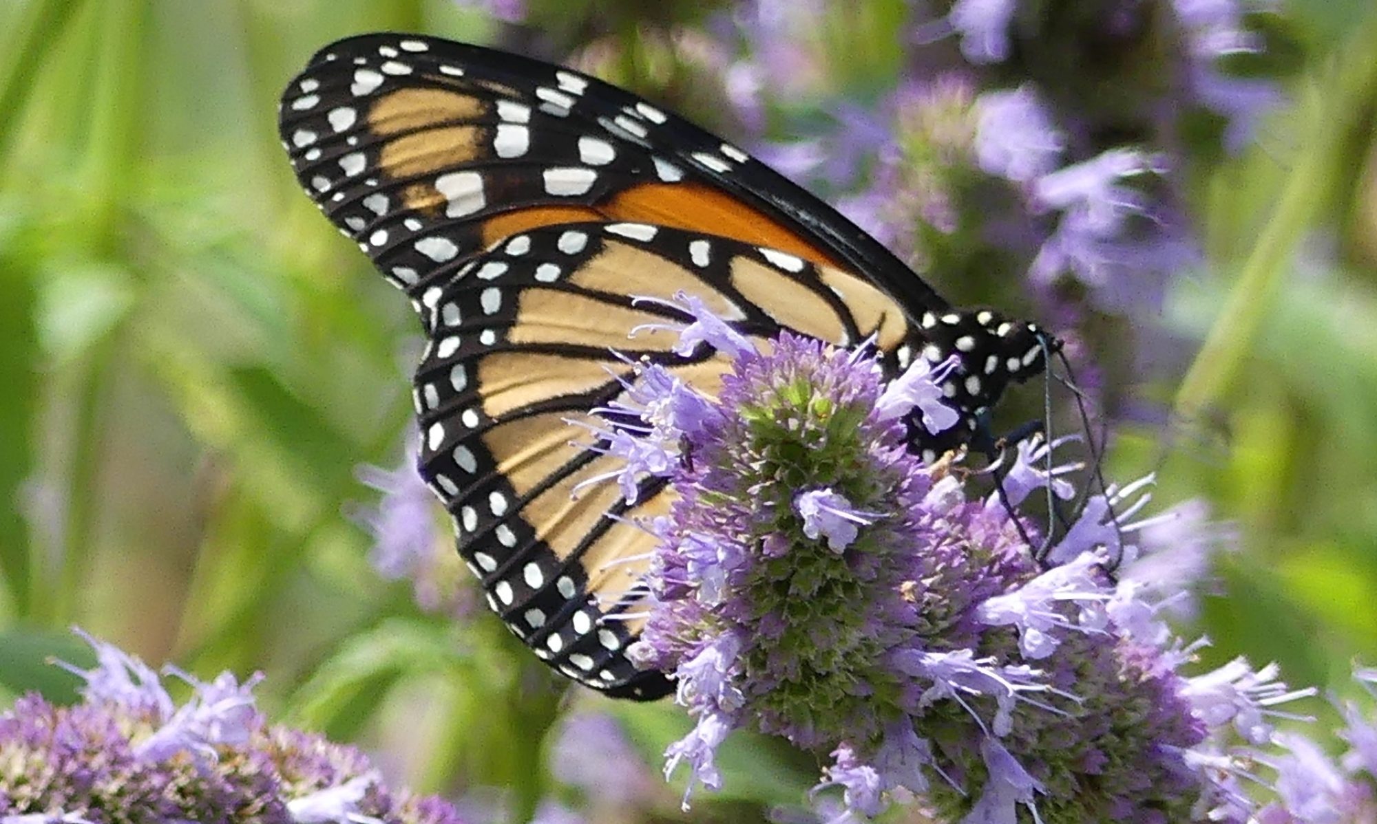 Tussie Mussie : The Victorian Art of Expressing Yourself